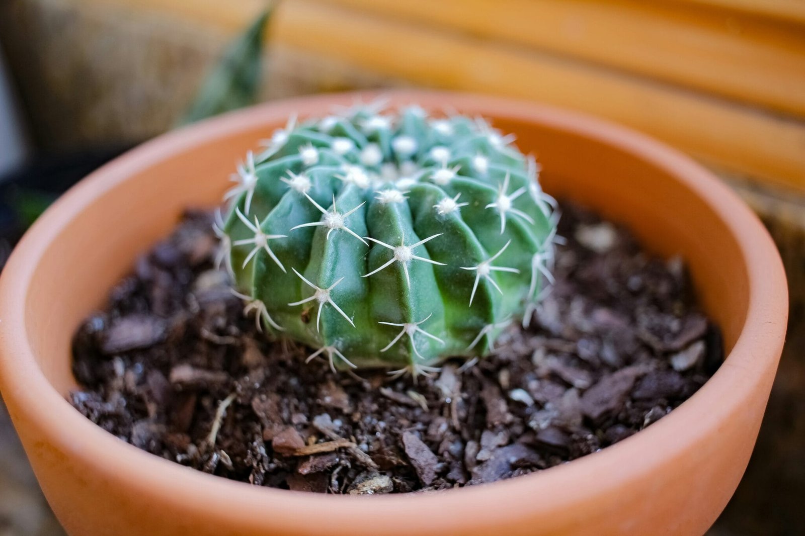 Tips for Maintaining Healthy Cacti Patches